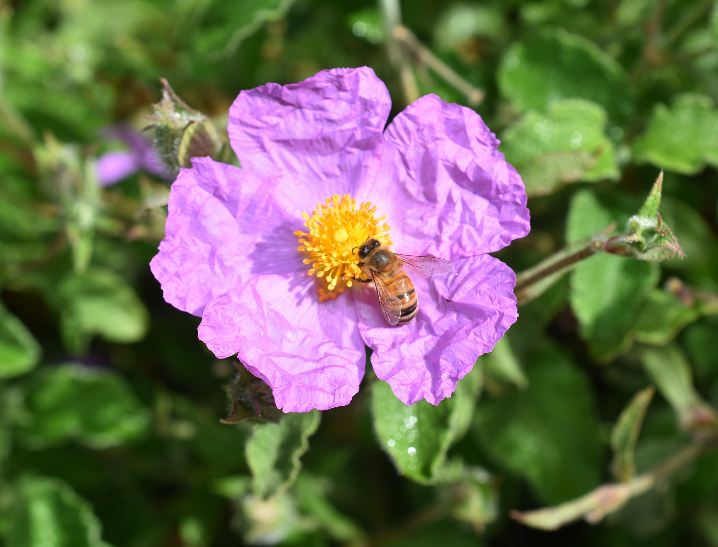 Cistus Creticus (Cretan Rockrose) – Our Lives Our Photographs