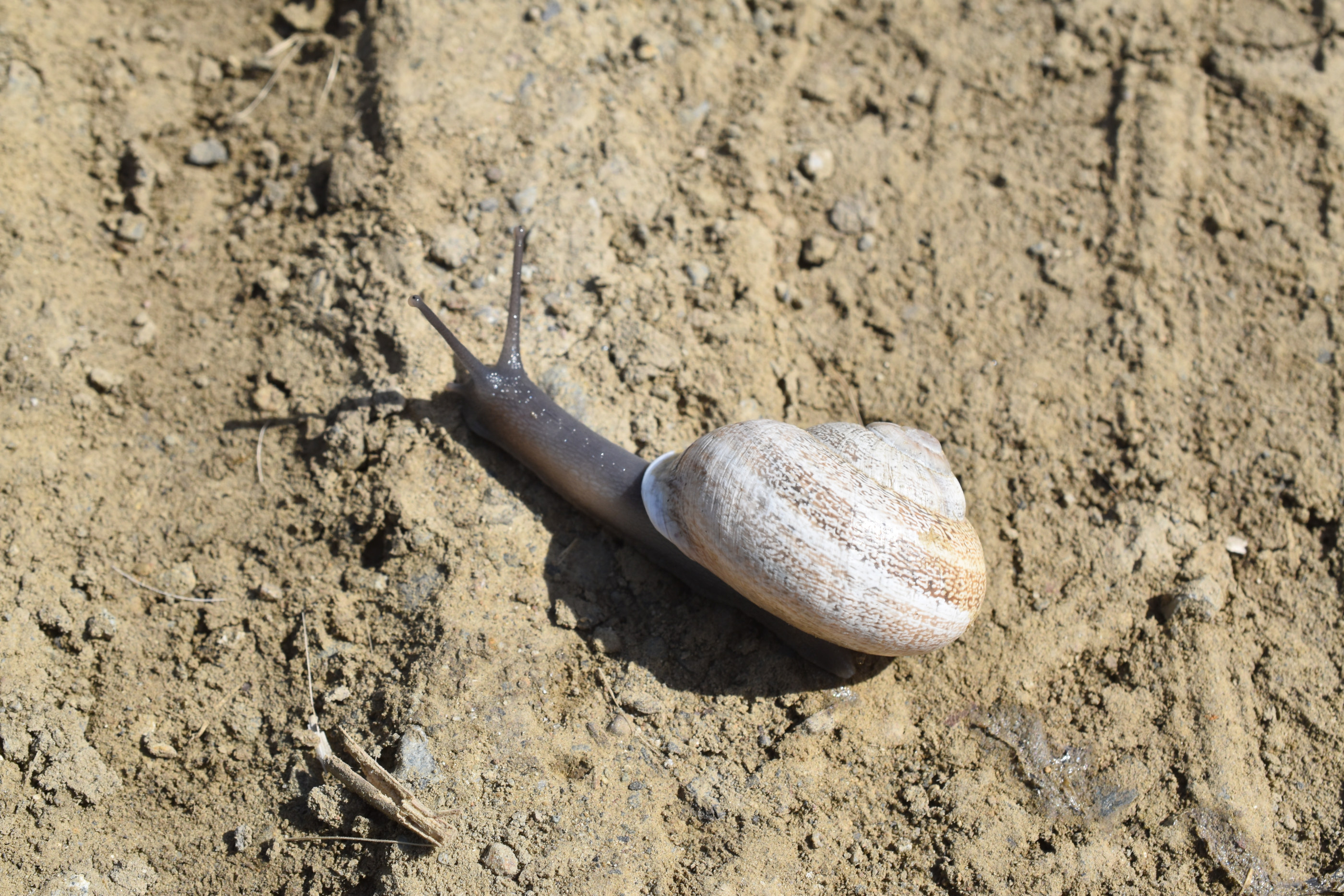 Milk Snail (Otala Lactea) – Our Lives Our Photographs