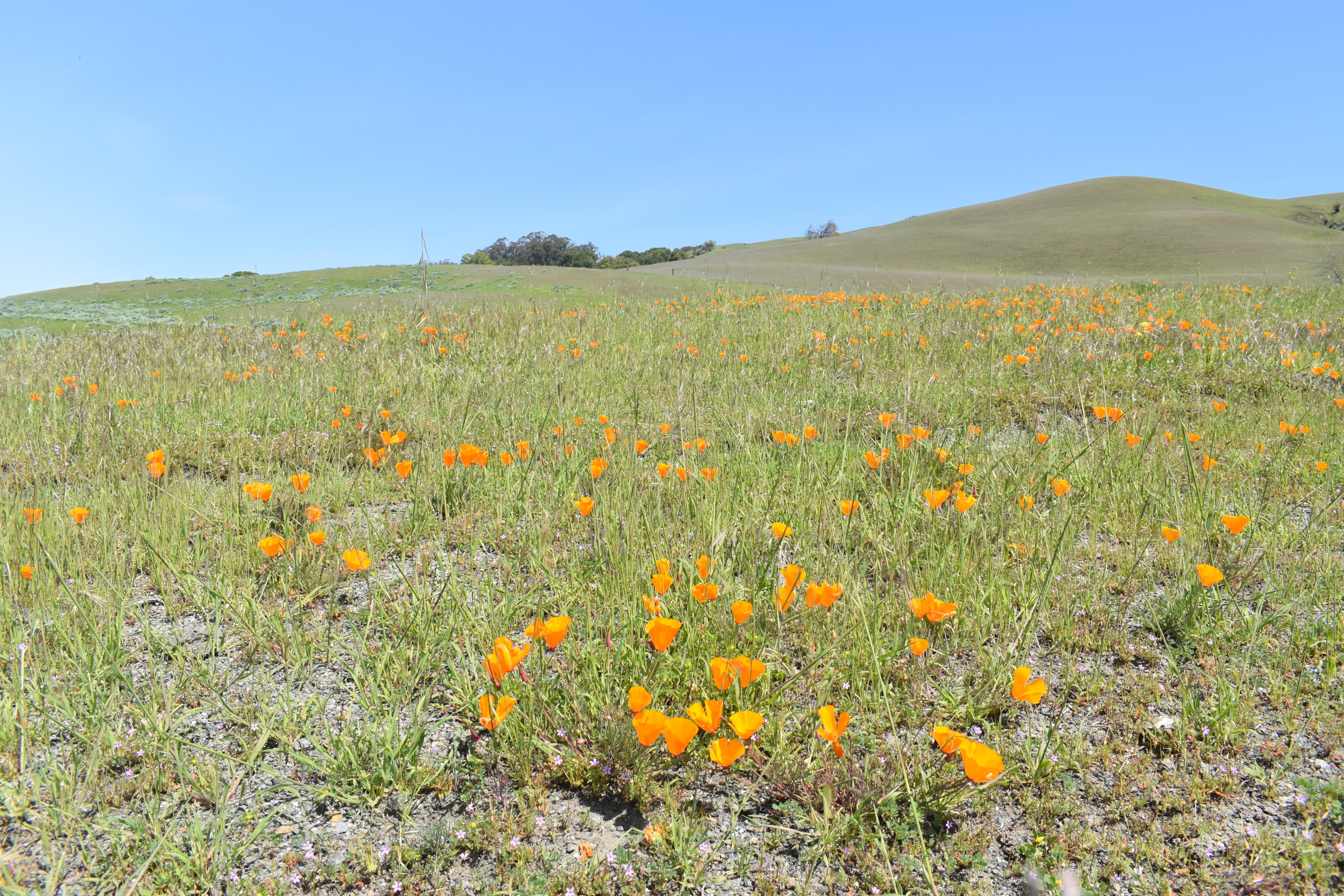 Spring Day in the Hills – Our Lives Our Photographs